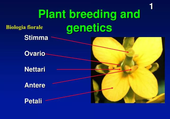PPT - Plant breeding and genetics PowerPoint Presentation, free ...