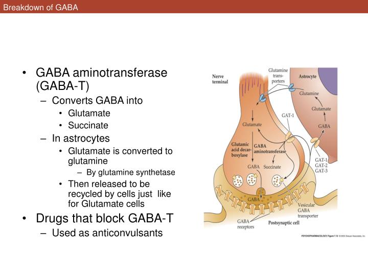 PPT - Chapter 7: Glutamate and GABA PowerPoint Presentation - ID:4446138