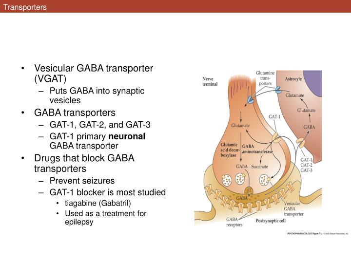 PPT - Chapter 7: Glutamate and GABA PowerPoint Presentation - ID:4446138