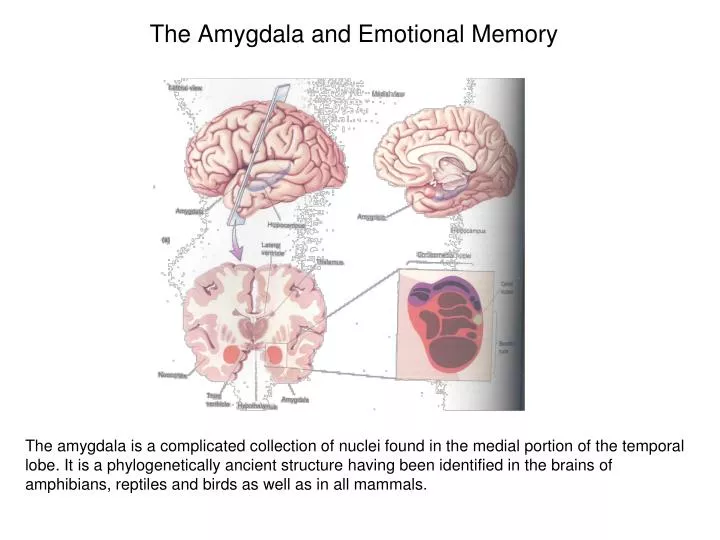 PPT - The Amygdala and Emotional Memory PowerPoint Presentation, free ...
