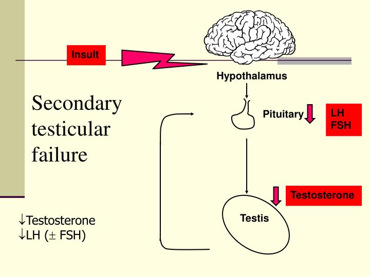 PPT - Male Androgen Deficiency PowerPoint Presentation - ID:4446481