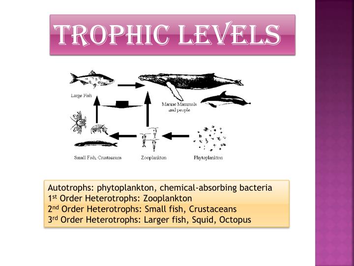 PPT - Deep Ocean PowerPoint Presentation - ID:4446829