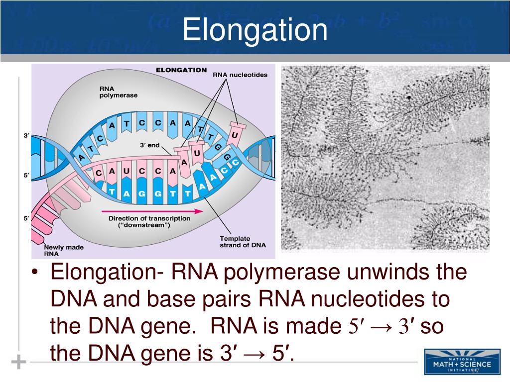 PPT - Protein Synthesis - The “Stuff of Life ” PowerPoint Presentation ...