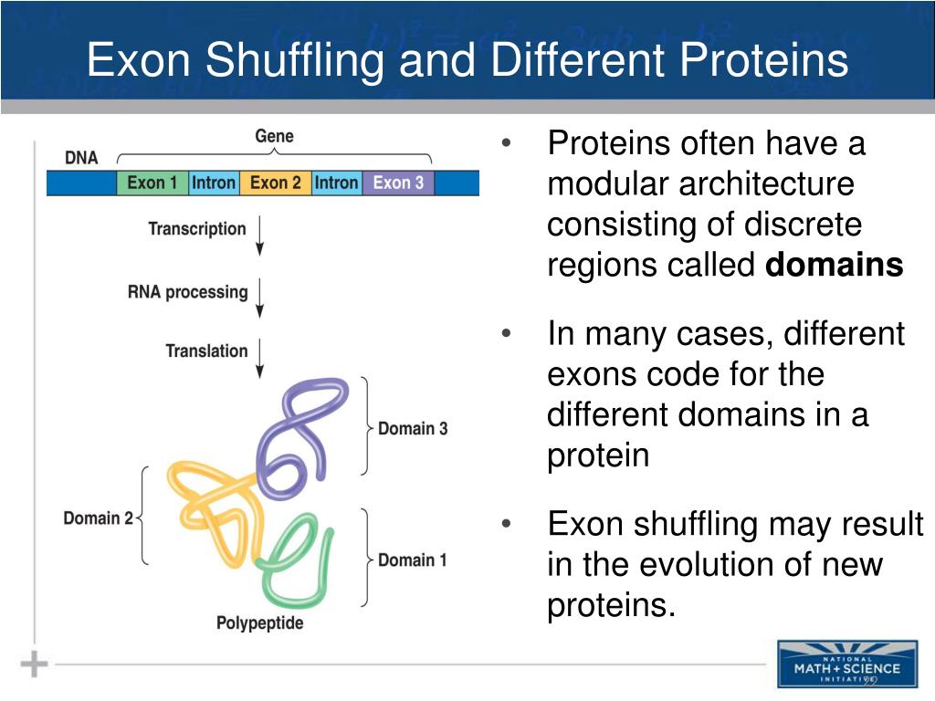 PPT - Protein Synthesis - The “Stuff of Life ” PowerPoint Presentation ...
