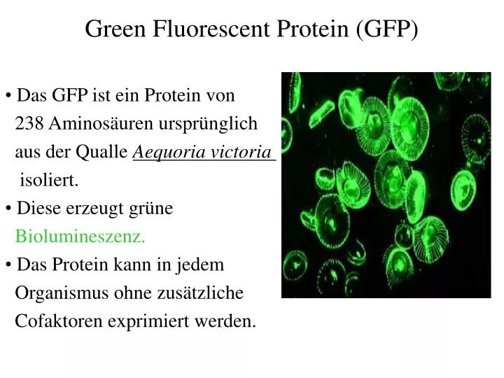 PPT - Green Fluorescent Protein (GFP) PowerPoint Presentation, free ...
