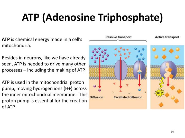PPT - Active Transport: Protein Pumps and Endocytosis PowerPoint ...