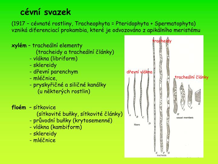 PPT - ANATOMIE STONKU primární stavba PowerPoint Presentation - ID:4450723