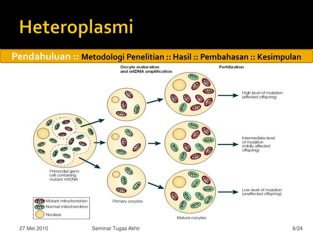 PPT - Seminar Tugas Akhir Heteroplasmi pada Gen 12S rRNA mtDNA ...