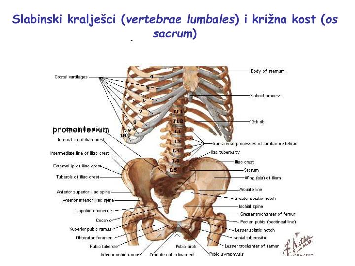 PPT - KOSTUR TRUPA PowerPoint Presentation - ID:4450851