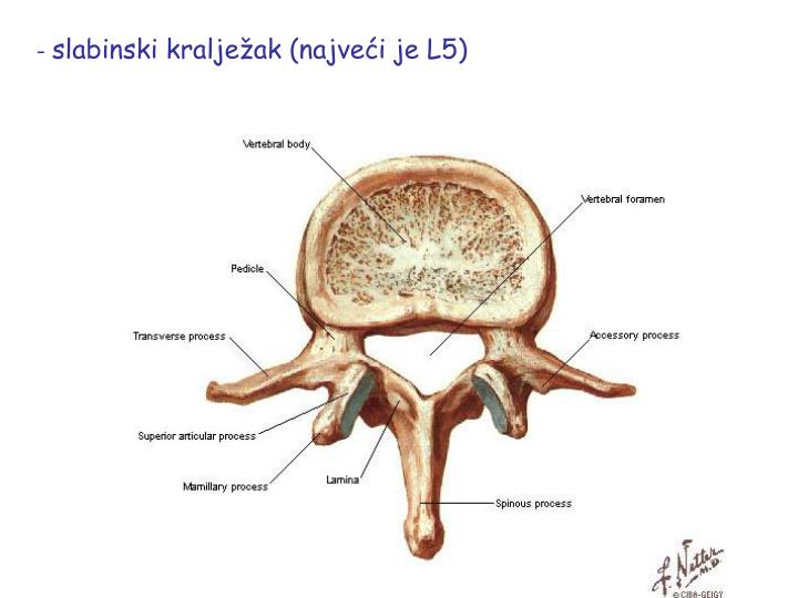 PPT - KOSTUR TRUPA PowerPoint Presentation - ID:4450851