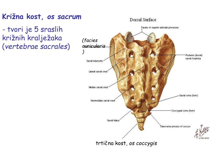 PPT - KOSTUR TRUPA PowerPoint Presentation - ID:4450851