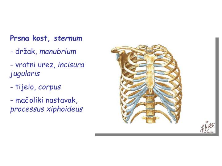 PPT - KOSTUR TRUPA PowerPoint Presentation - ID:4450851
