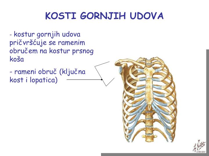 PPT - KOSTUR TRUPA PowerPoint Presentation - ID:4450851