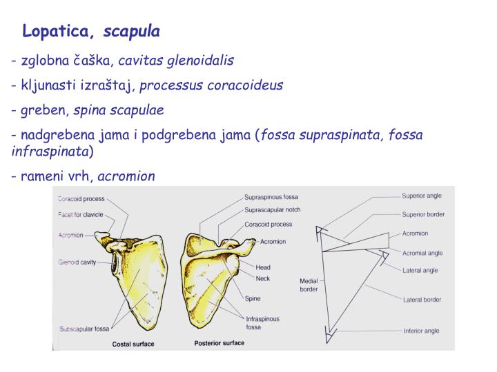 PPT - KOSTUR TRUPA PowerPoint Presentation - ID:4450851