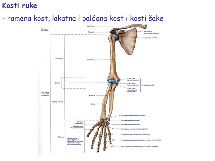 PPT - KOSTUR TRUPA PowerPoint Presentation - ID:4450851