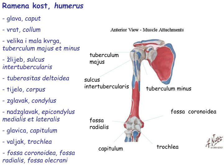PPT - KOSTUR TRUPA PowerPoint Presentation - ID:4450851