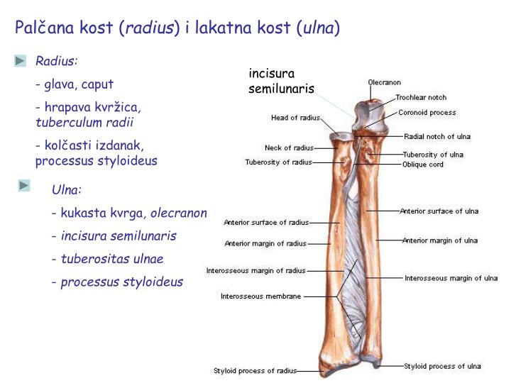 PPT - KOSTUR TRUPA PowerPoint Presentation - ID:4450851