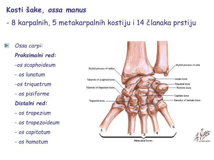 PPT - KOSTUR TRUPA PowerPoint Presentation - ID:4450851