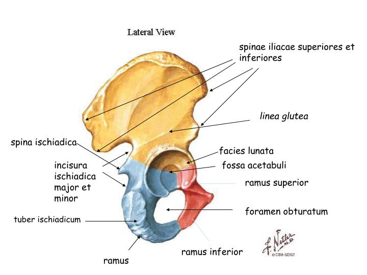 PPT - KOSTUR TRUPA PowerPoint Presentation - ID:4450851
