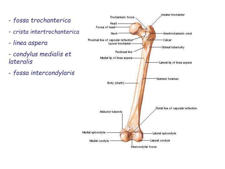 PPT - KOSTUR TRUPA PowerPoint Presentation - ID:4450851