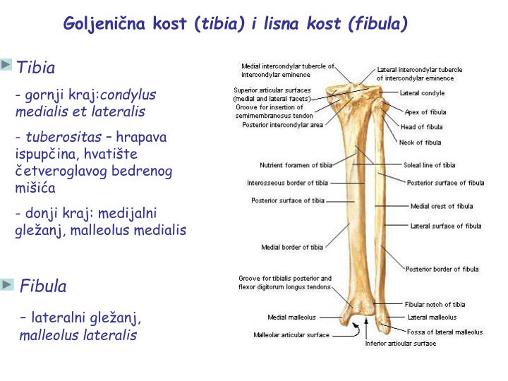 PPT - KOSTUR TRUPA PowerPoint Presentation - ID:4450851