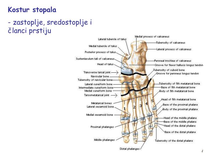PPT - KOSTUR TRUPA PowerPoint Presentation - ID:4450851