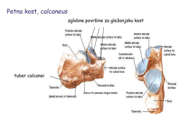 PPT - KOSTUR TRUPA PowerPoint Presentation - ID:4450851