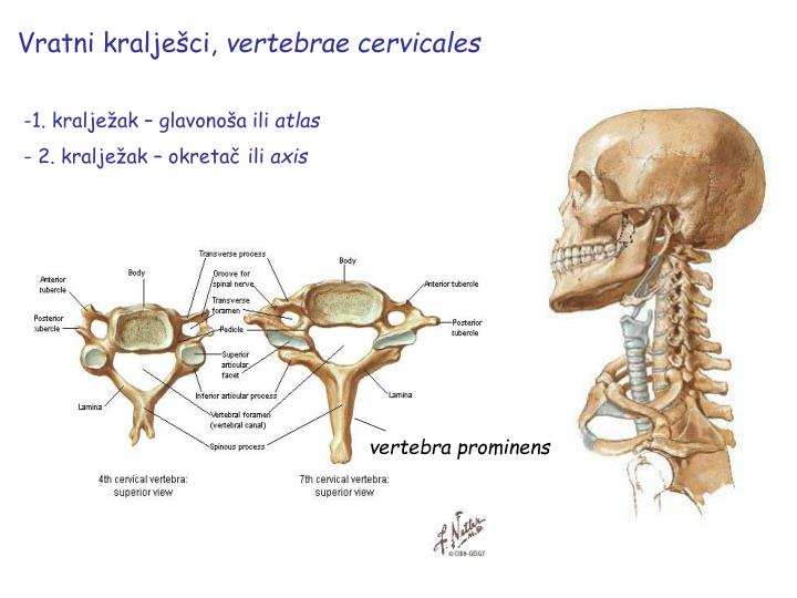 PPT - KOSTUR TRUPA PowerPoint Presentation - ID:4450851