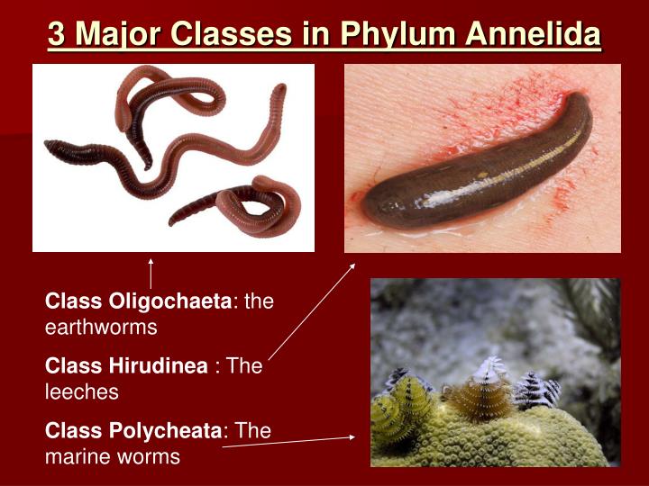 PPT - Phylum Annelida Annelus = “ Little Ring” The Segmented Worms ...