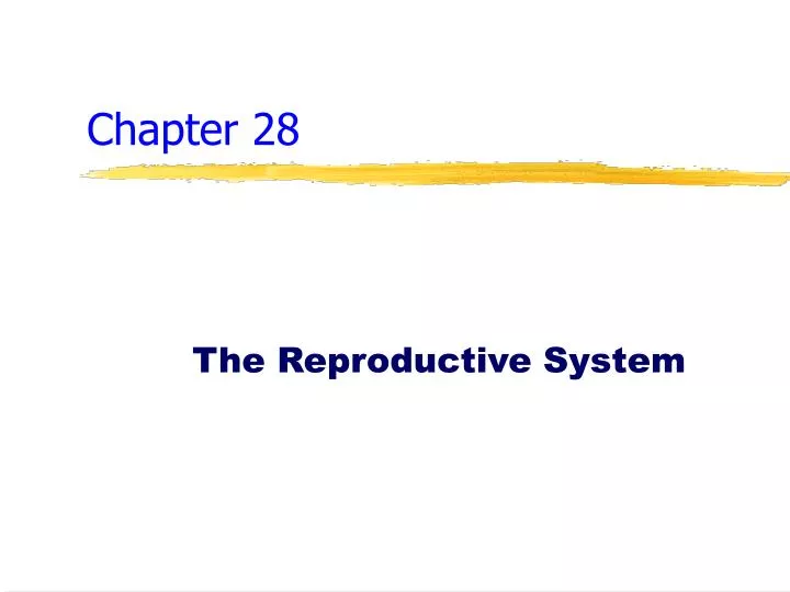 PPT - Chapter 28 PowerPoint Presentation, free download - ID:4452169