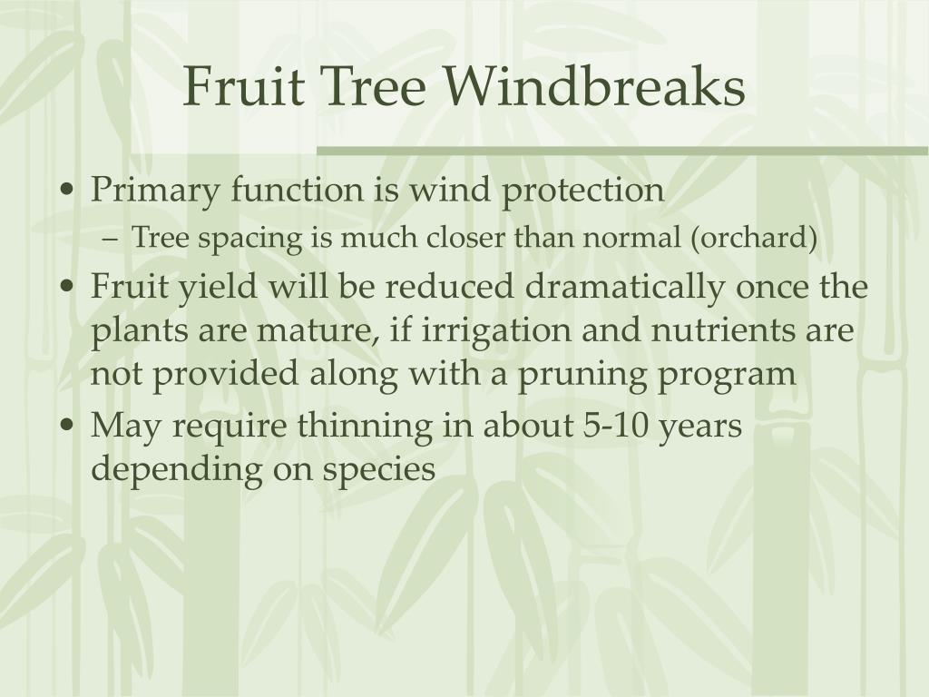 PPT - Fruit Trees: Income Generating Plant Materials for Windbreaks ...