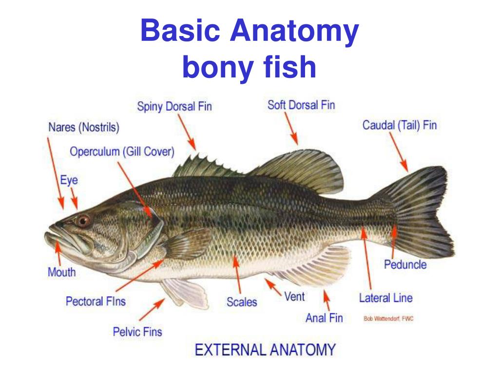 Bony Fish Internal Anatomy Anatomy Drawing Diagram 95F