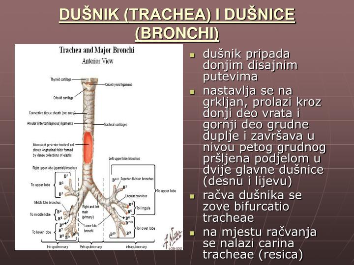 PPT - PRIBOR ZA DISANJE PowerPoint Presentation - ID:4454220