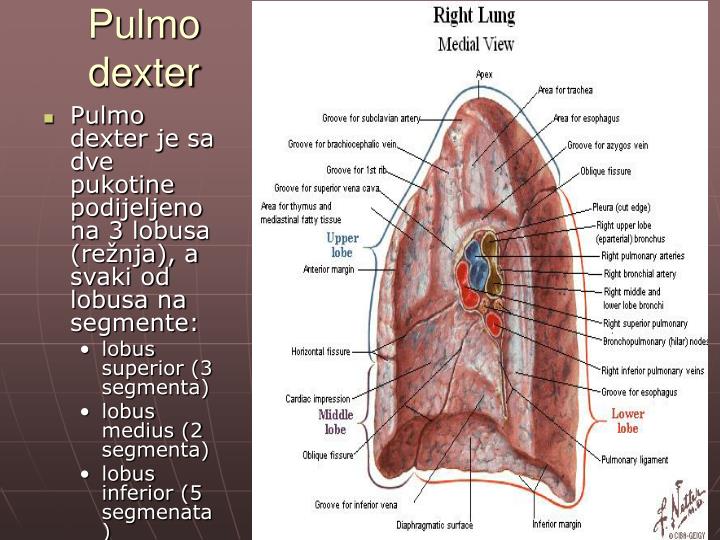 PPT - PRIBOR ZA DISANJE PowerPoint Presentation - ID:4454220