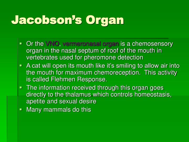 PPT - THE NOSE KNOWS: Mammal Olfaction PowerPoint Presentation - ID:4454754