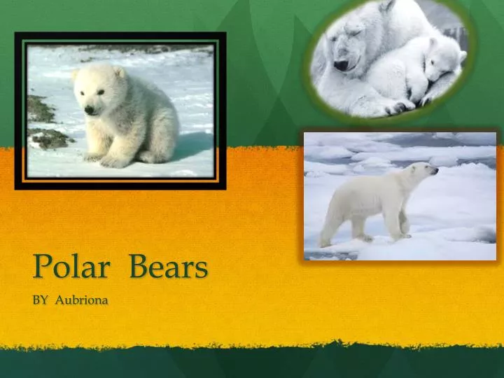PPT - Polar Bears PowerPoint Presentation, free download - ID:4455286