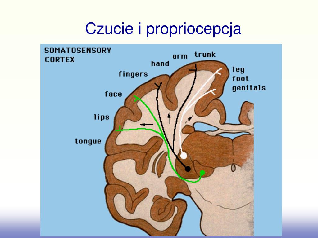 PPT - Kora mózgowa i lokalizacja czynnosci psychicznych PowerPoint ...