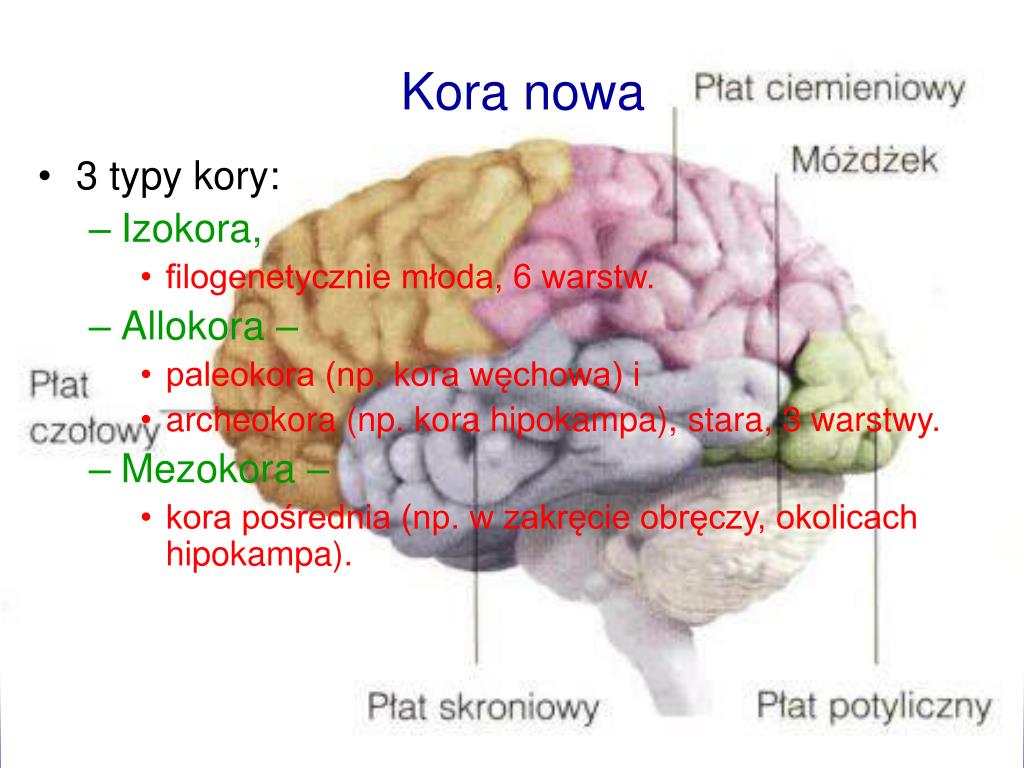 PPT - Kora mózgowa i lokalizacja czynnosci psychicznych PowerPoint ...