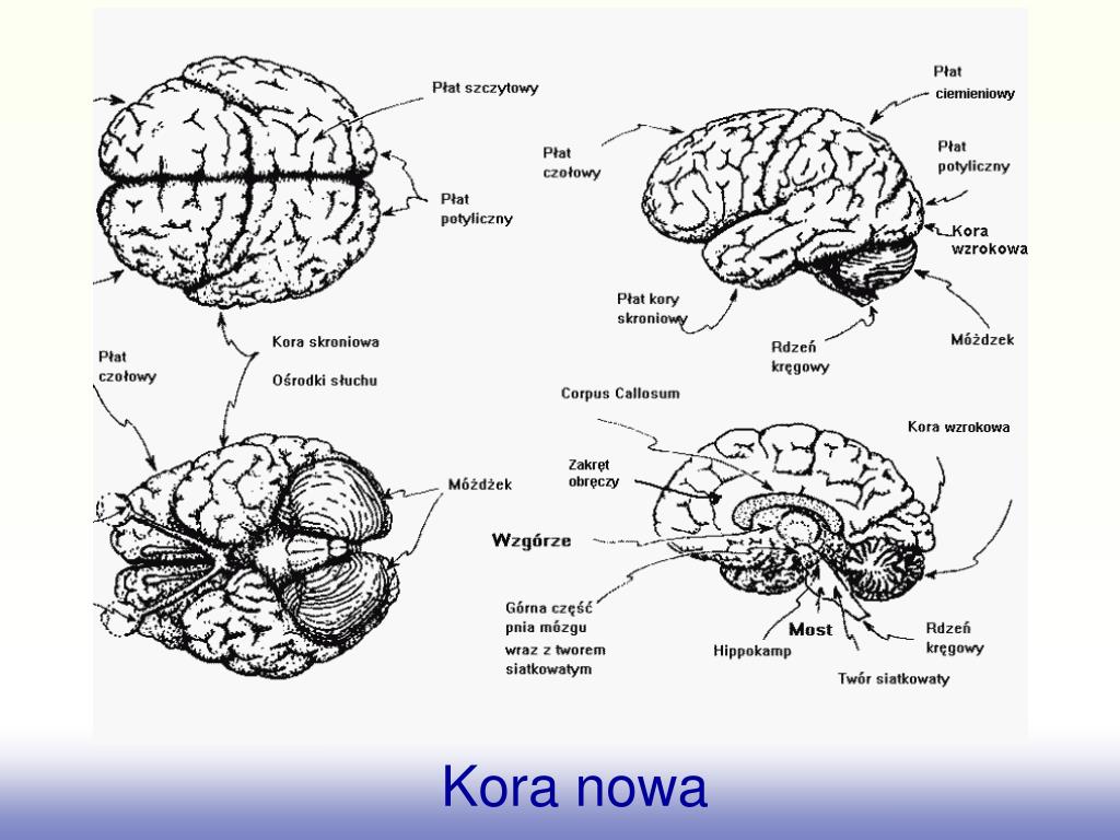 PPT - Kora mózgowa i lokalizacja czynnosci psychicznych PowerPoint ...