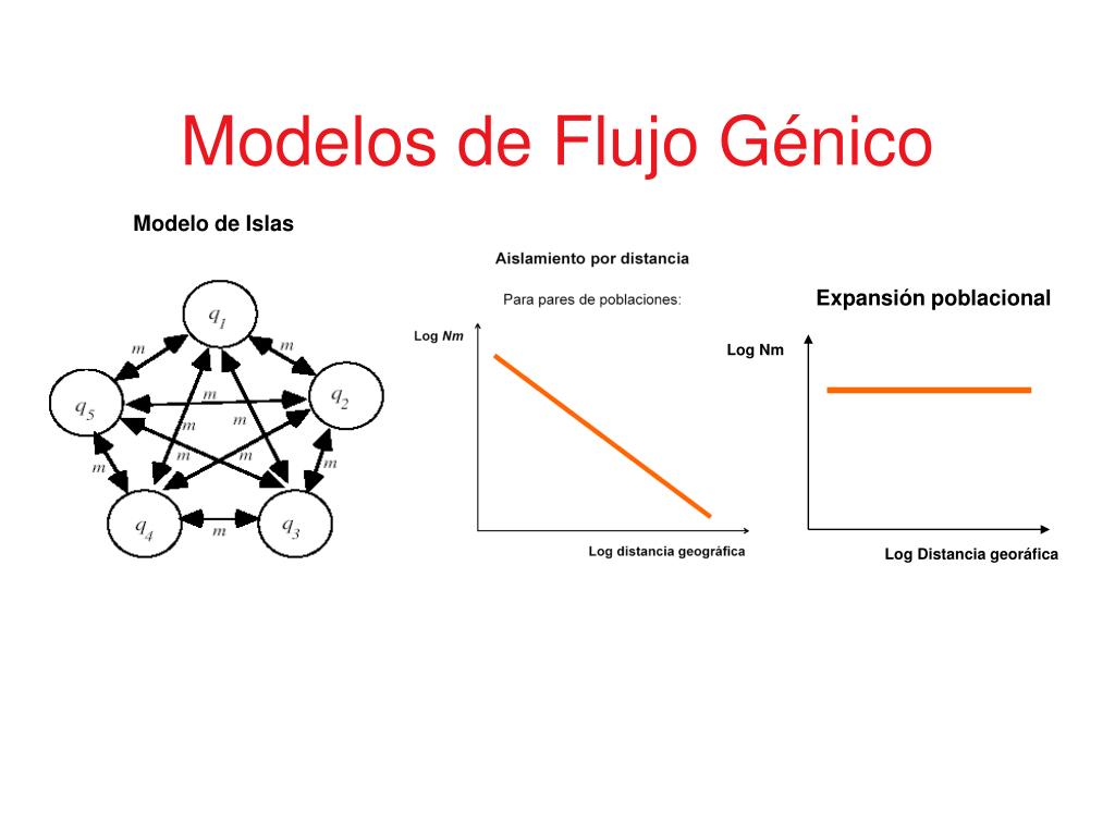 PPT - Qué es la Genética de Poblaciones? PowerPoint Presentation, free ...