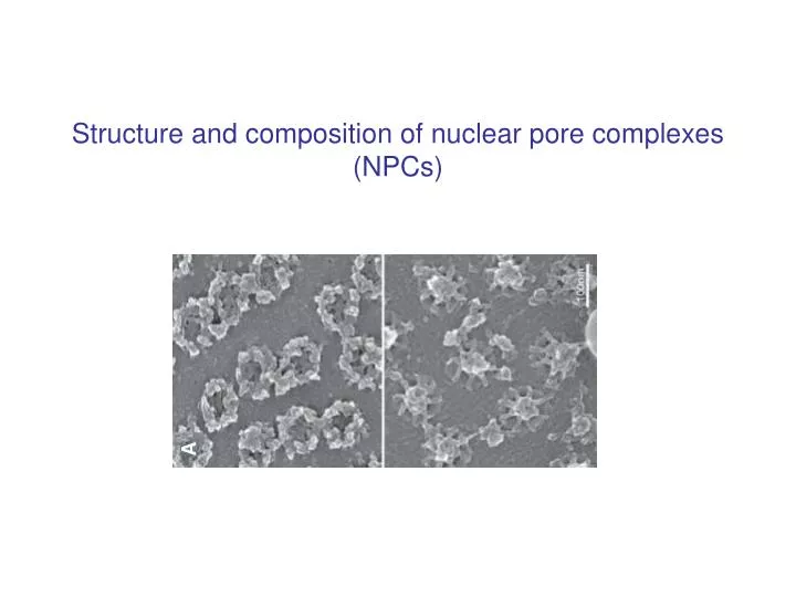 PPT - Structure and composition of nuclear pore complexes (NPCs ...
