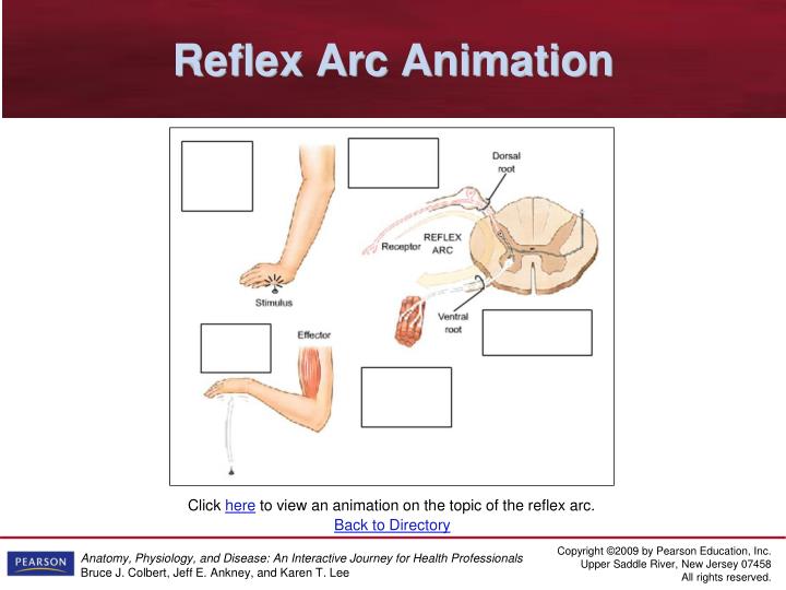 PPT - Chapter 9 The Nervous System: The Body's Control Center ...