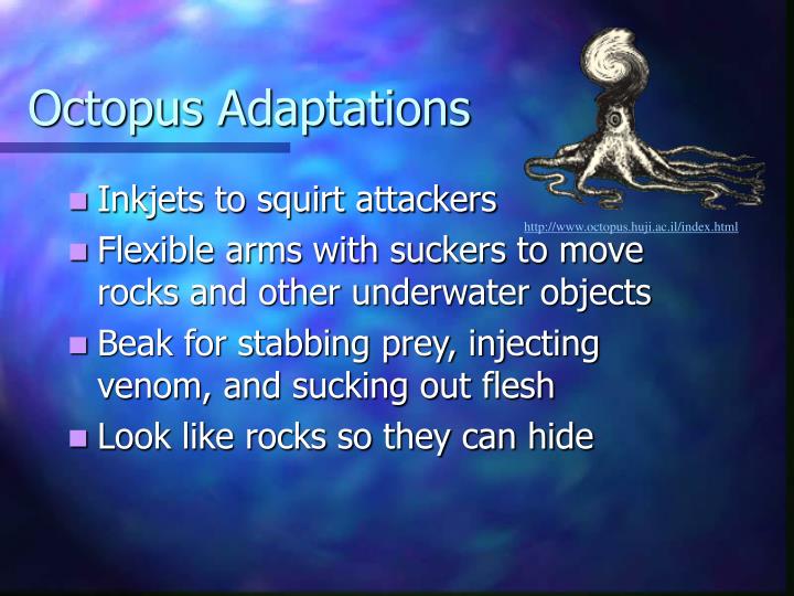 PPT - The Amazing Octopus PowerPoint Presentation - ID:4457642