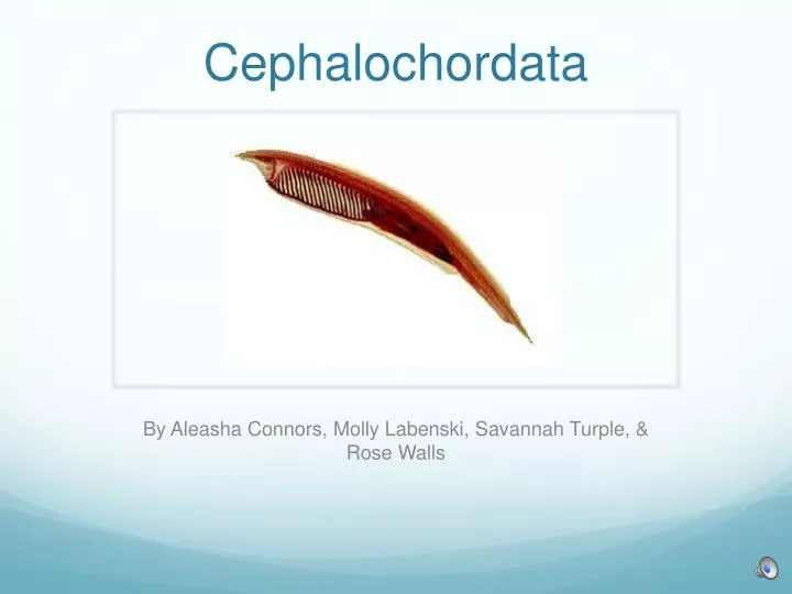 PPT - Cephalochordata PowerPoint Presentation, free download - ID:4458802