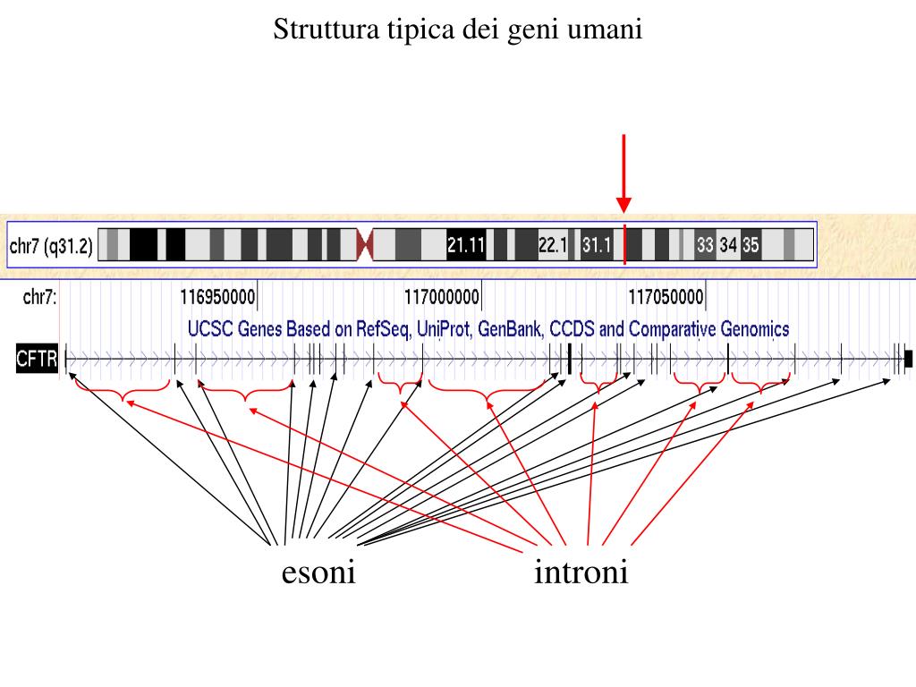 PPT - Università Politecnica delle Marche Istituto di Biologia e ...