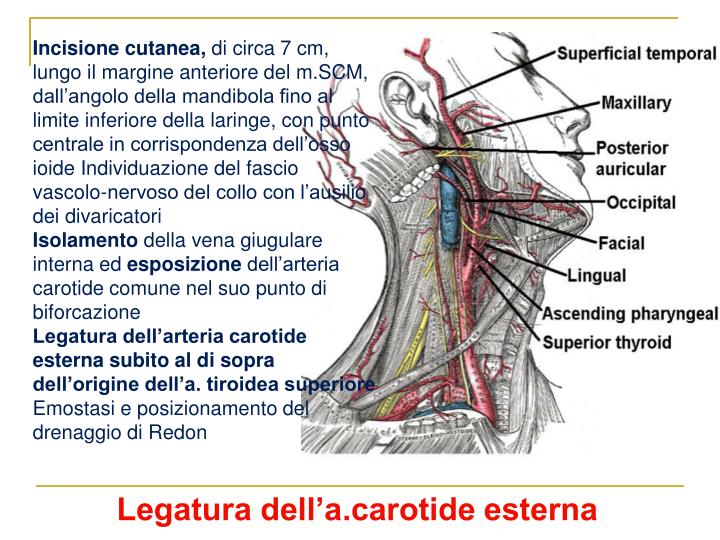 PPT - “INCONTRIAMO GLI ESPERTI” 2° INCONTRO DI AGGIORNAMENTI IN O.R.L ...