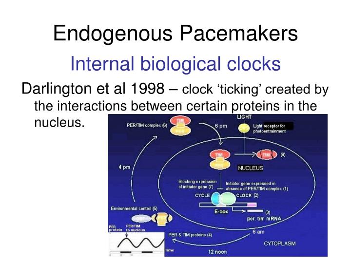 PPT - Ultradian Rhythms, Endogenous Pacemakers and Exogenous Zeitgebers ...