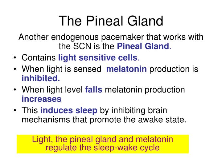 PPT - Ultradian Rhythms, Endogenous Pacemakers and Exogenous Zeitgebers ...