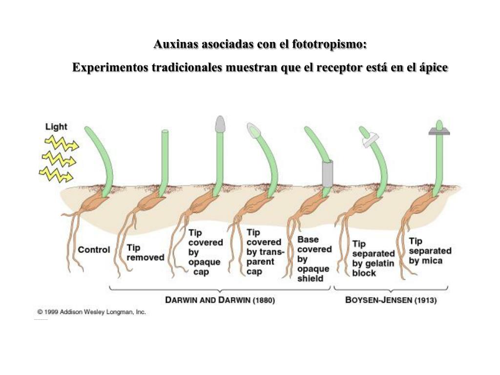 PPT - Movimientos de las plantas y sus órganos PowerPoint Presentation ...