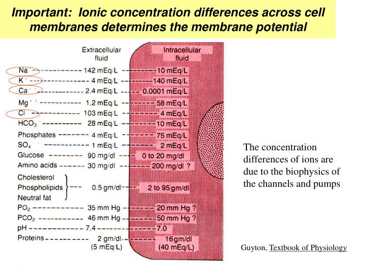 PPT - Origins of Membrane Potential in Cells PowerPoint Presentation ...